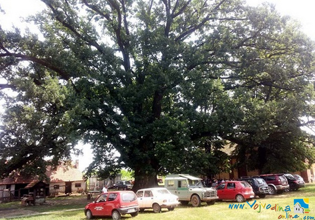 SPOMENIK PRIRODE STARI HRAST LUŽNjAK – Kumane - Vojvodina Travel